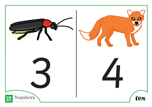 Number Cards - Nocturnal Animal Theme 1-10 | Teaching Resources