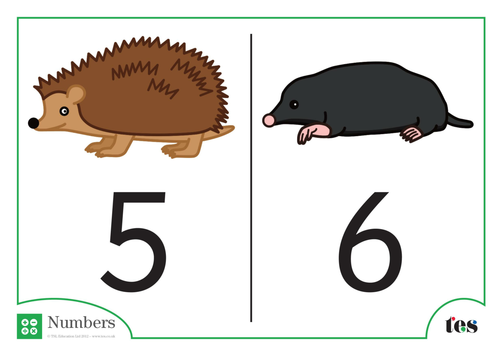 Number Cards - Nocturnal Animal Theme 1-10 | Teaching Resources