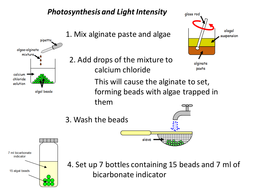 Effect of Light Intensity on Photosynthesis | Teaching Resources