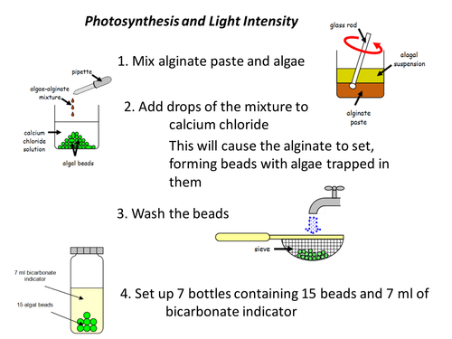 Effect of Light Intensity on Photosynthesis | Teaching Resources