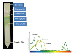 Light-dependent stage of photosynthesis | Teaching Resources