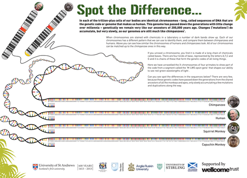 Chimpanzee and Human Chromosomes – learning pack | Teaching Resources