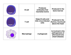 Immune cells card sort | Teaching Resources