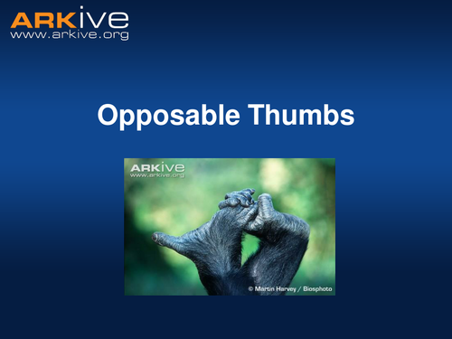 Opposable Thumbs | Teaching Resources
