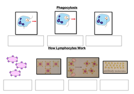 How White Blood Cells Work by rcmcauley | Teaching Resources