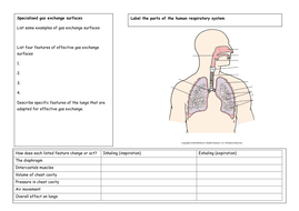 Exchange and breathing revision worksheets | Teaching Resources
