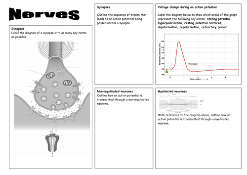 Nerves and Action Potentials revision sheets | Teaching Resources
