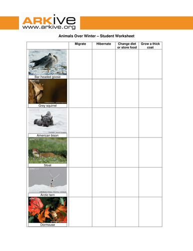 Animals Over Winter | Teaching Resources