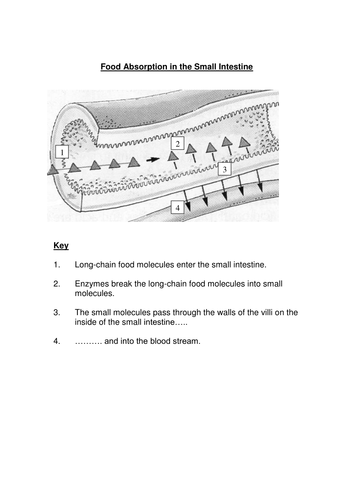 Food absorption | Teaching Resources