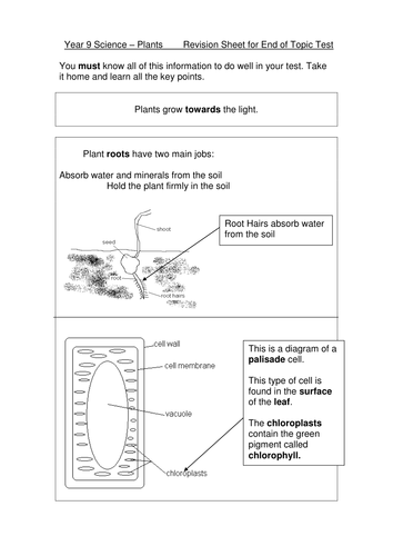 Year 9 plants revision | Teaching Resources