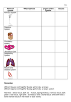 Cells tissues and organs lesson plan by rs007 - UK Teaching Resources - TES