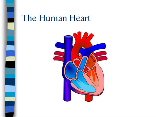 HEART PPT | Teaching Resources