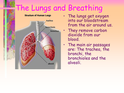 LUNGS AND BREATHING | Teaching Resources