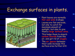 Exchange surfaces in plants | Teaching Resources