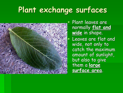 Plant exchange surfaces higher | Teaching Resources