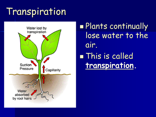 Transpiration | Teaching Resources