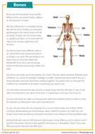 Comprehension - Bones | Teaching Resources
