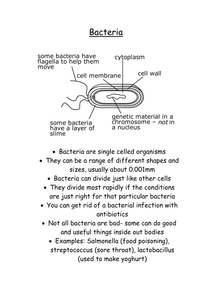 Introduction to bacteria, viruses and fungi by Jazzibell - UK Teaching ...