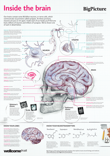 Big Picture Inside the Brain Poster | Teaching Resources