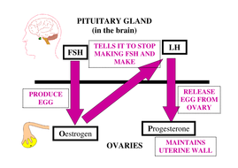 FOLP Hormones involved in human reproduction by Raejohn | Teaching ...