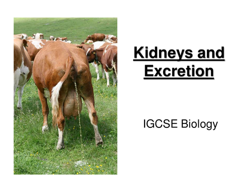 Excretion & the kidneys | Teaching Resources