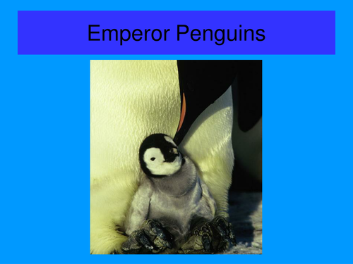 Emperor Penguins | Teaching Resources