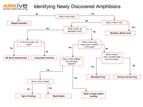 Species Discovery - Keys and Classification | Teaching Resources