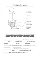 Digestion and differentiated ws - UPDATED | Teaching Resources