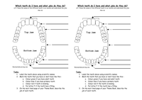 Worksheet Teeth Labelling (Lesson 2).docx (124 KB, Microsoft Word)