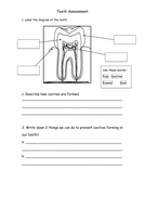 Teeth Unit Plan | Teaching Resources