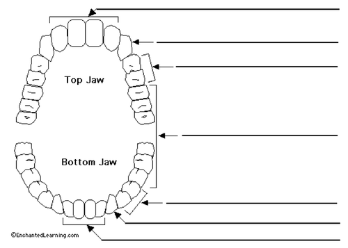 Teeth Unit Plan | Teaching Resources