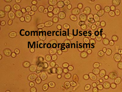 Commercial Uses of Micro-organisms | Teaching Resources