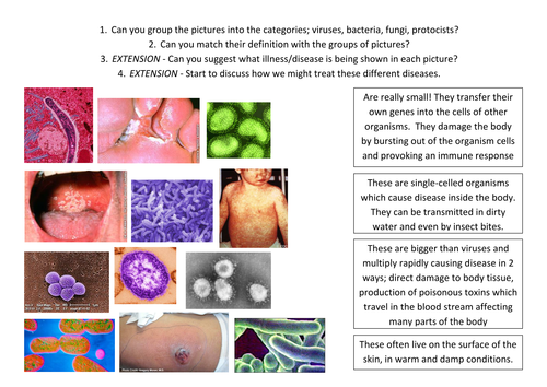 Pathogens Table; virus, bacteria, fungi, protocis | Teaching Resources