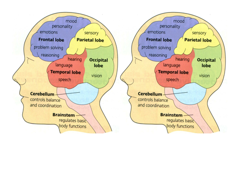 How Science Works Our Beautiful Brain, structure | Teaching Resources