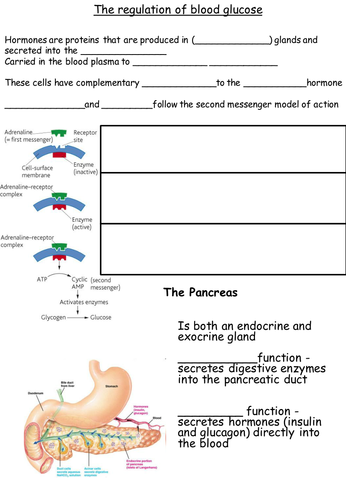 Blood sugar, glucose regulation AQA B5 | Teaching Resources