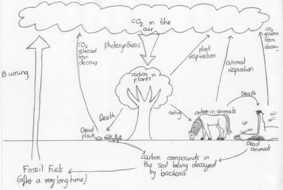 cartoon of carbon and nitrogen cycle | Teaching Resources