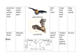 Bat writing prompt sheet | Teaching Resources