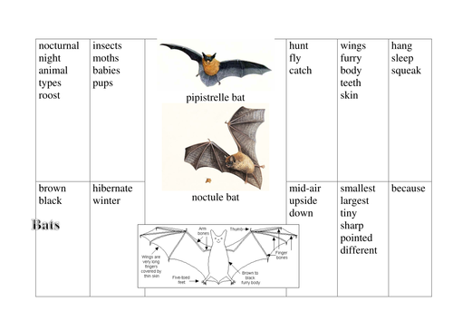 Bat writing prompt sheet | Teaching Resources