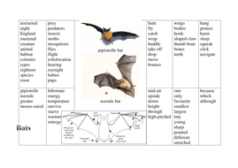 Bat writing prompt sheet | Teaching Resources