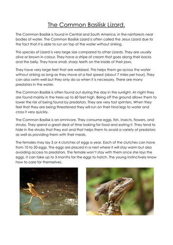 Lizards | Teaching Resources
