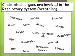 Breathing and respiration | Teaching Resources