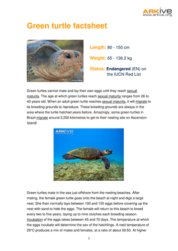 Turtle Life Cycle | Teaching Resources