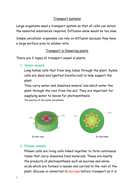 Transpiration in plants | Teaching Resources