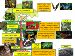 Tropical Rainforest learning mat | Teaching Resources