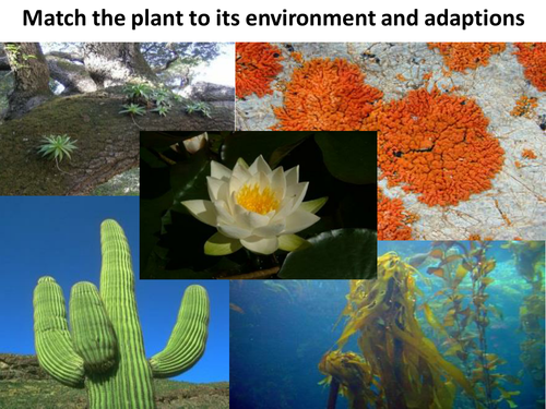 B1 4.3 - 4.7 Adaptationfor Survival | Teaching Resources