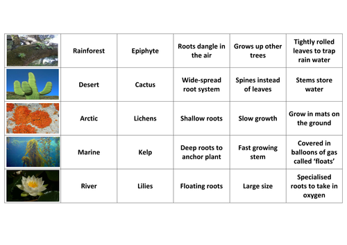 B1 4.3 - 4.7 Adaptationfor Survival | Teaching Resources