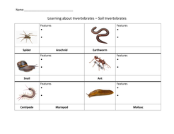 Discovering Invertebrates | Teaching Resources