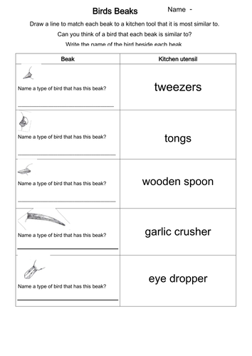 Birds beaks investigation | Teaching Resources