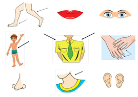 The body in Italian (parti del corpo) | Teaching Resources