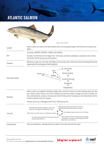 Sustainable Fisheries: Ages 8-11/ KS2 | Teaching Resources